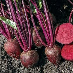 Amazon.com : Beetroot Pablo Vegetable & Herb Seeds By Thompson & Morgan ...