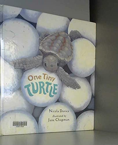 One Tiny Turtle : Davies, Nicola, Chapman, Jane: Amazon.co.uk: Books