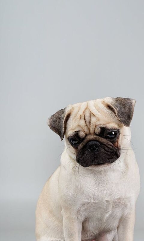 Funny Pug Dog Wallpaper