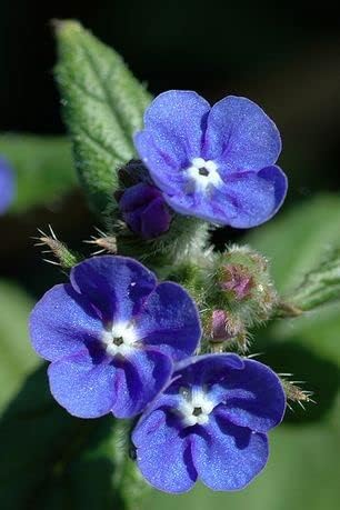 500 semillas de flores de anchusa capensis de alcalino italiano azul ...