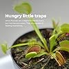 Grow Your own Venus Flytrap Kit – Easily Grow Carnivorous Venus Flytrap ...