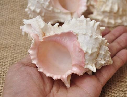MaxJam SET OF 2 Real Seashell Rose Murex Conch Shell 8cm long Sea Snail ...