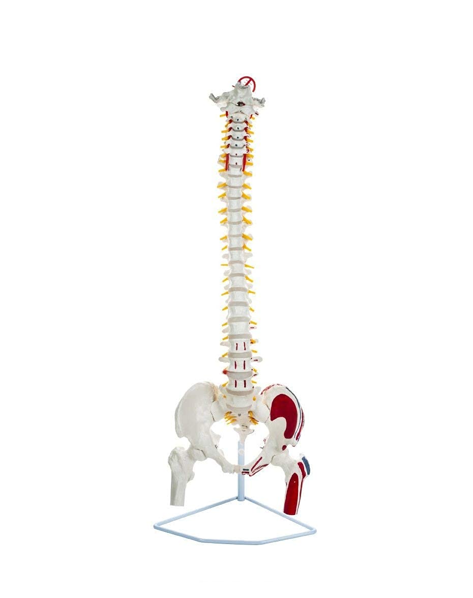 Buy BTC INSTRUMENTS Life Size Flexible Spinal Column with Femur Heads ...