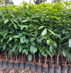 Bakul Plant : Amazon.in: Garden & Outdoors