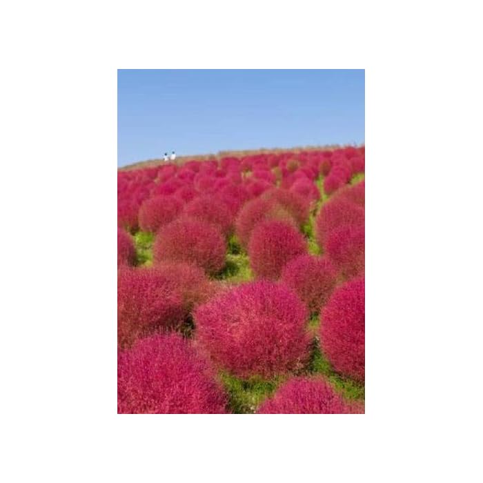 Buy 100 KOCHIA (Broom Cypress / Burning Bush / Summer Cypress / Mexican ...