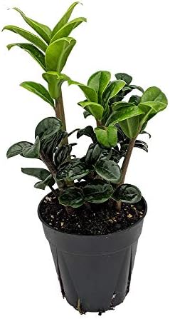 Amazon.com : Zenzi Dwarf ZZ Plant - Zamioculcas zamiifolia - Hardy ...