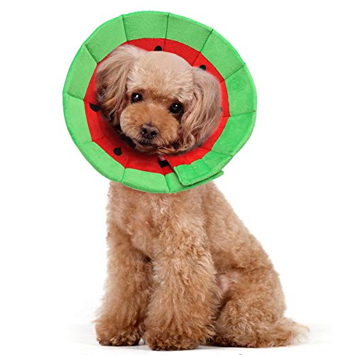 Find The Best Soft Cone For Dogs Reviews & Comparison - Katynel