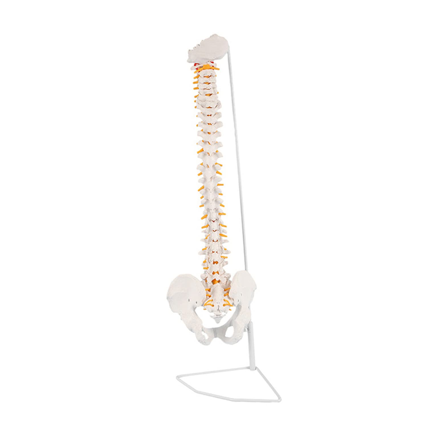Buy Spine Model, Vertebral Column Model 33Inch/85Cm, Life Size Colorful ...