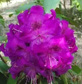 Amazon.com : Rhododendron Florence Parks Potted Plant, Beautiful ...