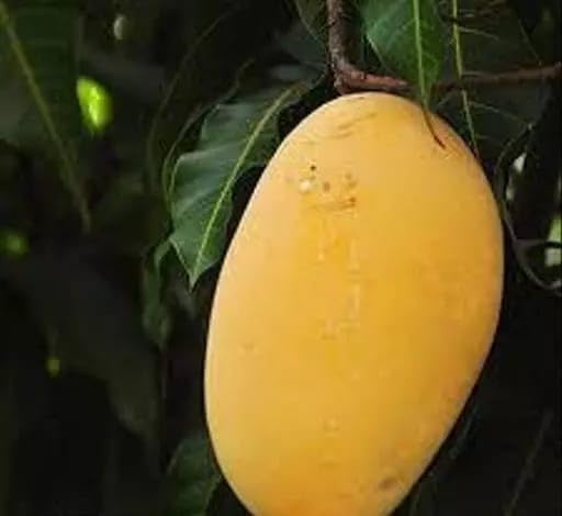 THE GREEN VIEW GARDENS Katimon/Catimon Mango Live Plant Grafted- 2-3 ...