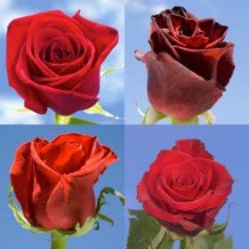 Amazon.com: 250 Red Roses Delivered : Grocery & Gourmet Food