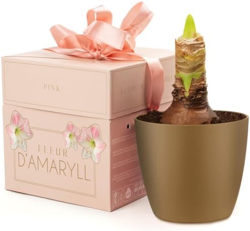 Pink Amaryllis (1 Bulb) Christmas Flower Bulb - in a Gift Box with Pot ...