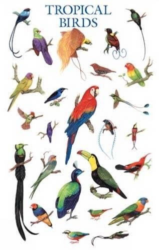 Tropical Birds Poster (Dover Posters): Dover: 9780486390277: Amazon.com ...