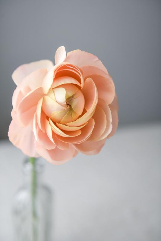 Radha Krishna Agriculture® Imported Apricot Ranunculus All Season ...