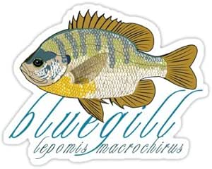 Amazon.com: Bluegill - Sticker Graphic - Auto, Wall, Laptop, Cell ...