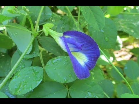 Plants Point Shankhpushpi Live Plant with Pot : Amazon.in: Garden ...
