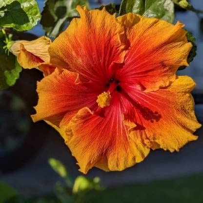 Online plant bazar Pune Hibiscus/Gudhal Flower Live Plant : Amazon.in ...