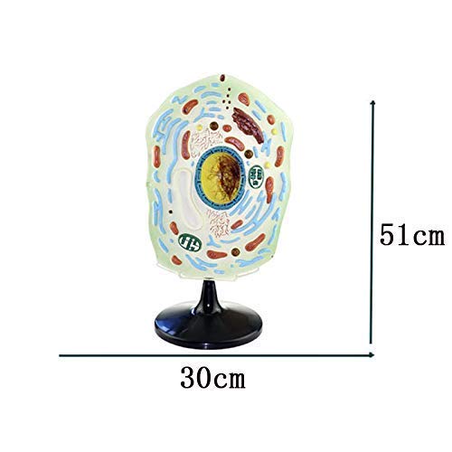 Animal and Plant Cells Model ZLF Cell Anatomy Model Animal Plant ...