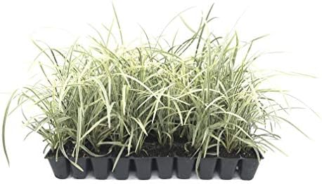 Amazon.com : Aztec Grass - 15 Live Plants - Variegated Liriope ...