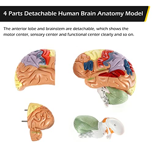 Snapklik.com : Dyna-Living Human Brain Model Anatomy 2X Life Size Human ...