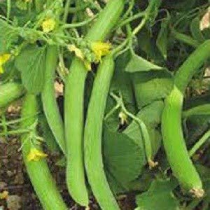 Creative Farmer Vegetable Seeds Kakri Seeds - Long Melon ?Seeds Bed ...