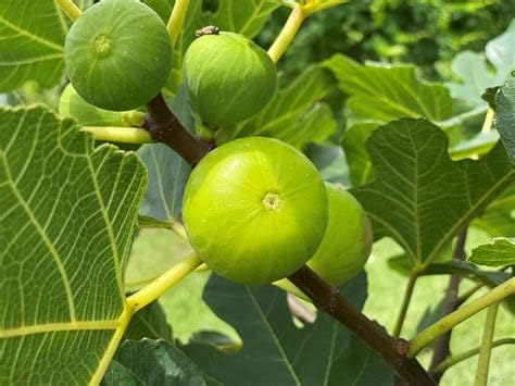 Mphmi Live Plant Nursery NCR Plant Anjeer Plant - Indian Fig Plant ...