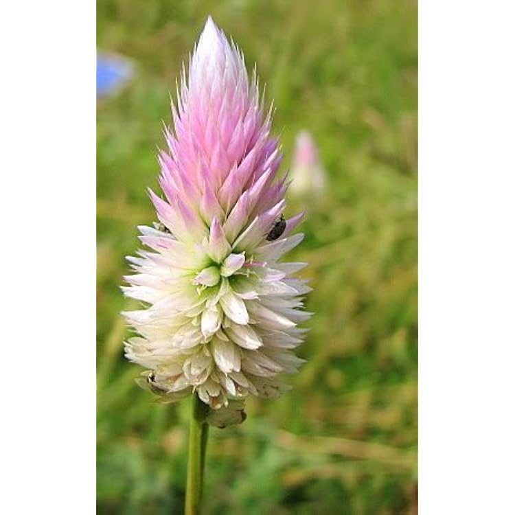 100 Flamingo Feather/Wheat CELOSIA Celosia Spicata Philippines | Ubuy