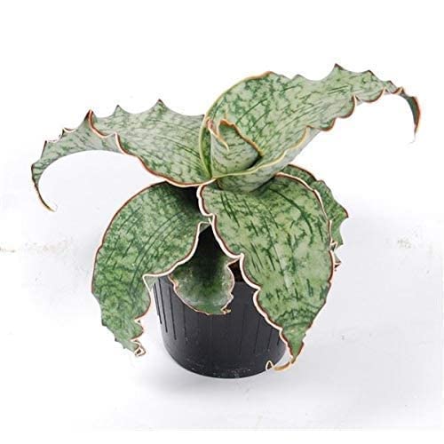 Healthy Vibe With Green Sansevieria Kirkii Silver Blue(Very Rare) Snake ...
