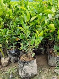 THE GREEN VIEW GARDENS "Kolkata pati lebu/lemon plant " Grafted hybrid ...