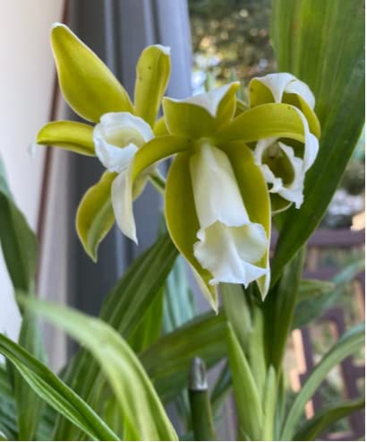Phaius tankervilleae alba : Amazon.in: Garden & Outdoors