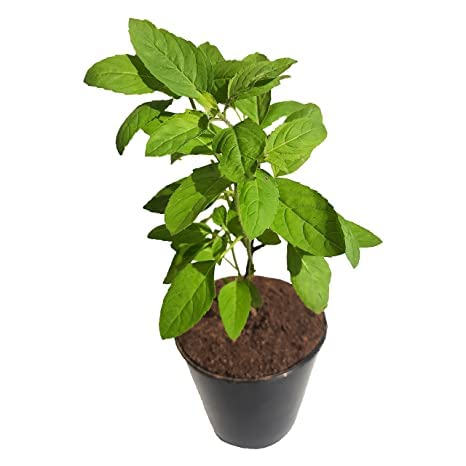 Organics Rama Tulsi /Indian Holy Basil Plant : Amazon.in: Garden & Outdoors