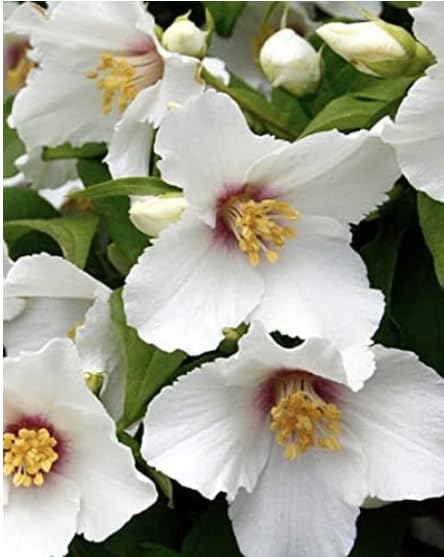 Amazon.com : Dwarf Philadelphus Belle Etoile The Most Fragrant Mock ...