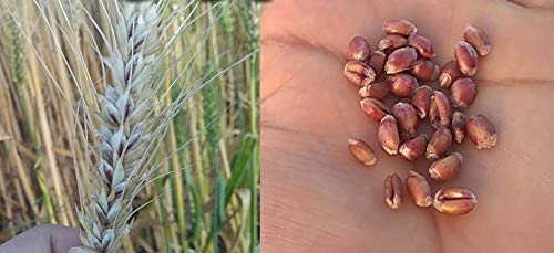 Kala Gehu BWG0772 - Germination Black Wheat/Sowing Seed- 70 : Amazon.in ...