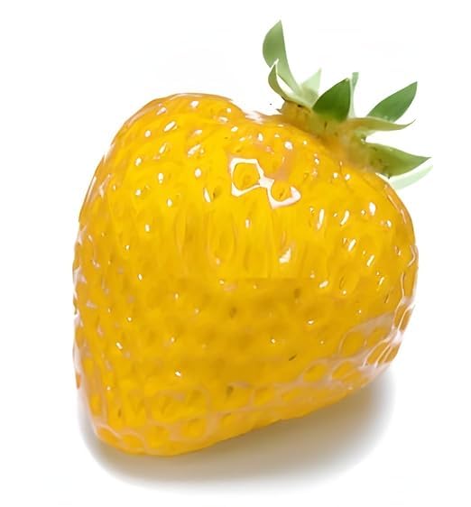 Yellow Strawberry Fruit Very Sweet Healthy Hybrid Plant Pack of 2 ...