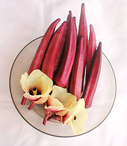 Red Bhindi Imported Lady Finger Seed : Amazon.in: Garden & Outdoors
