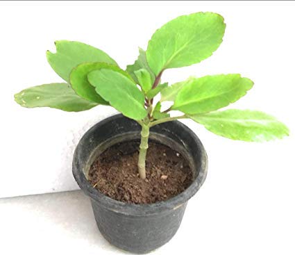 A&S Plant Bryophyllum, Panfuti - Plant with Pot : Amazon.in: Garden ...