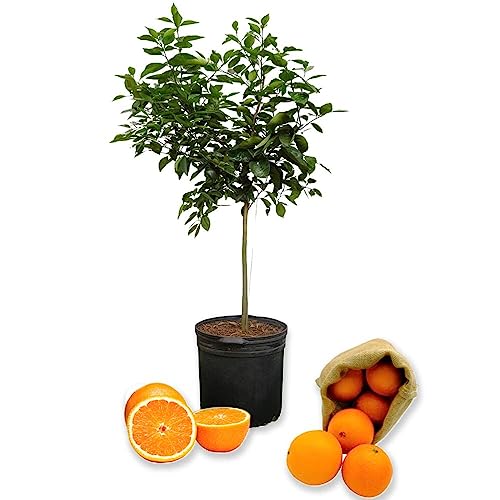 Orange tree - How to grow & care
