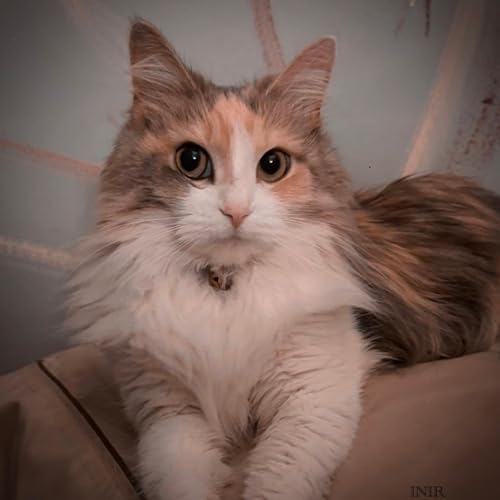 Play In my head by INIR on Amazon Music Unlimited, ${countryName}