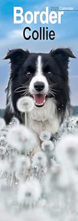 Amazon | Border Collie Slim Calendar 2026 Dog Breed Slimline Calendar ...