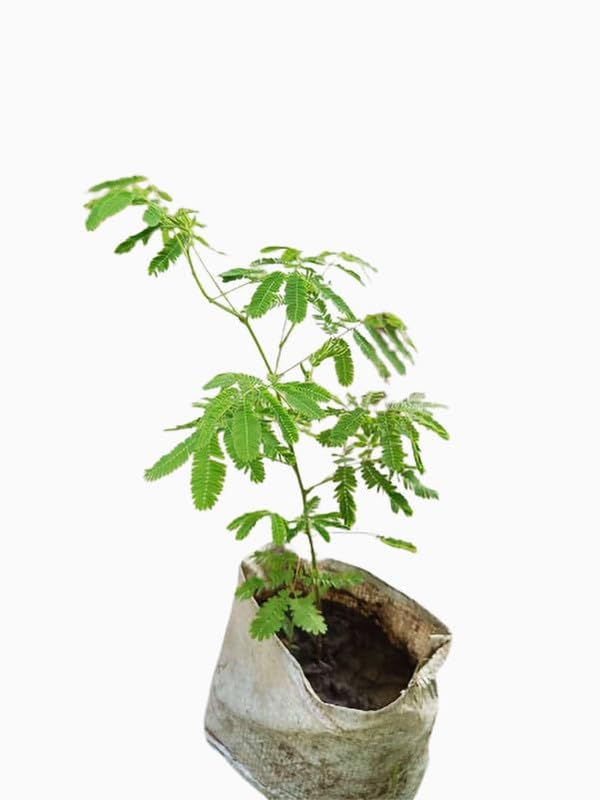 New Original Chuimui, Touch me not Plant,Laajvanti Lajjabati Mimosa ...