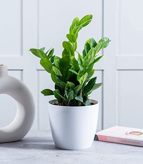 Parasbag Gardening® Zamia ZZ GREEN Live Indoor Air Purifying Plant with ...