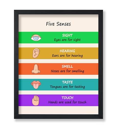 Amazon.com: Monem Art Five Senses Poster - Senses Chart Print ...