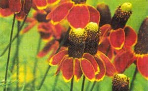 Amazon.com : Ratibida columnifera Red Midget 1,000 Seeds : Patio, Lawn ...
