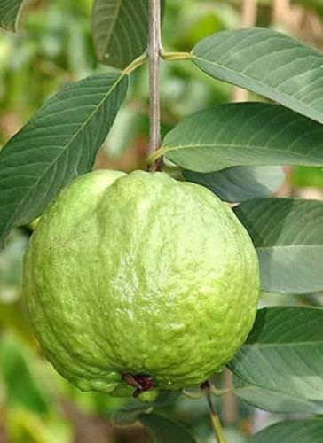 Creative Farmer Fruit Plant for Home Garden Gauva All-Season Grow Guava ...