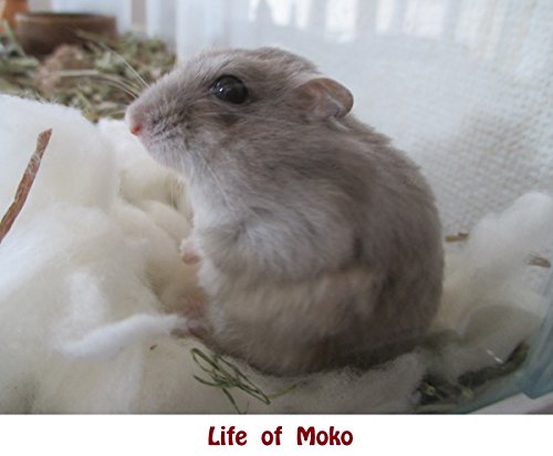 Amazon.com: Life of Moko (Japanese Edition) eBook : Seiichiro Ishimoto ...