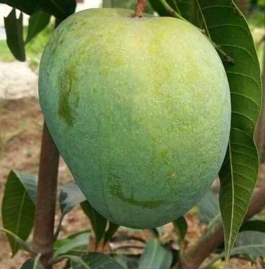 Green Woodland Khas Ul Khas Mango Plant-Grafted Variant Fruit Plant ...