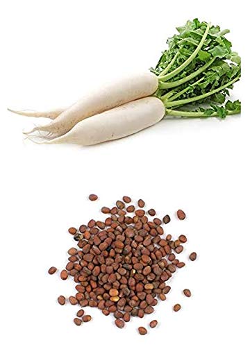 Royal Gardening Long Radish/Moli seeds Seeds (White) : Amazon.in ...