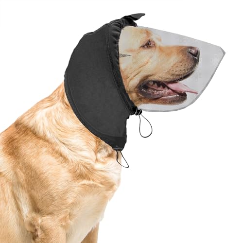 Foxtail Dogs – The 15 best products compared - Wild Explained