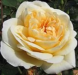 The Guide to Growing Roses in Pots and Containers