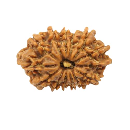 Buy 14 Mukhi Rudraksha Nepal Original Certified By IGL Real Big size ...